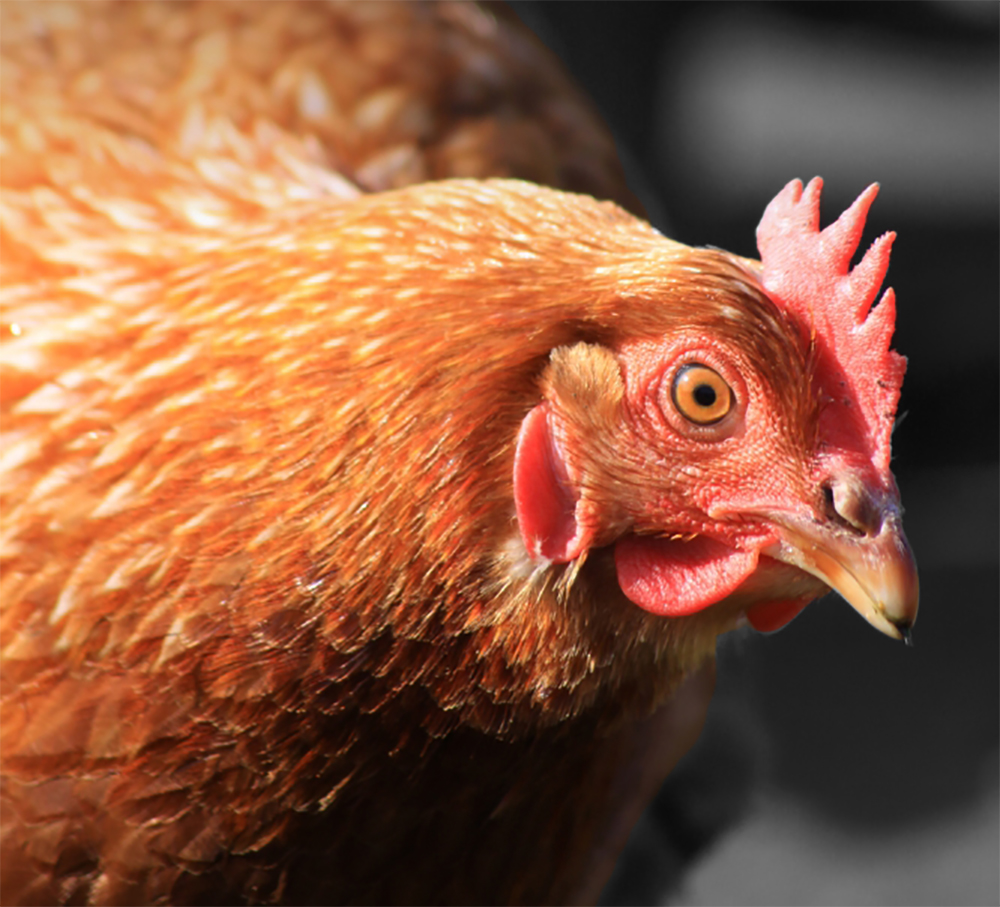 Learn more about farm animals | Compassion in World Farming