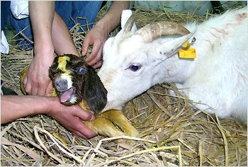 Animal Cloning Birth Defects