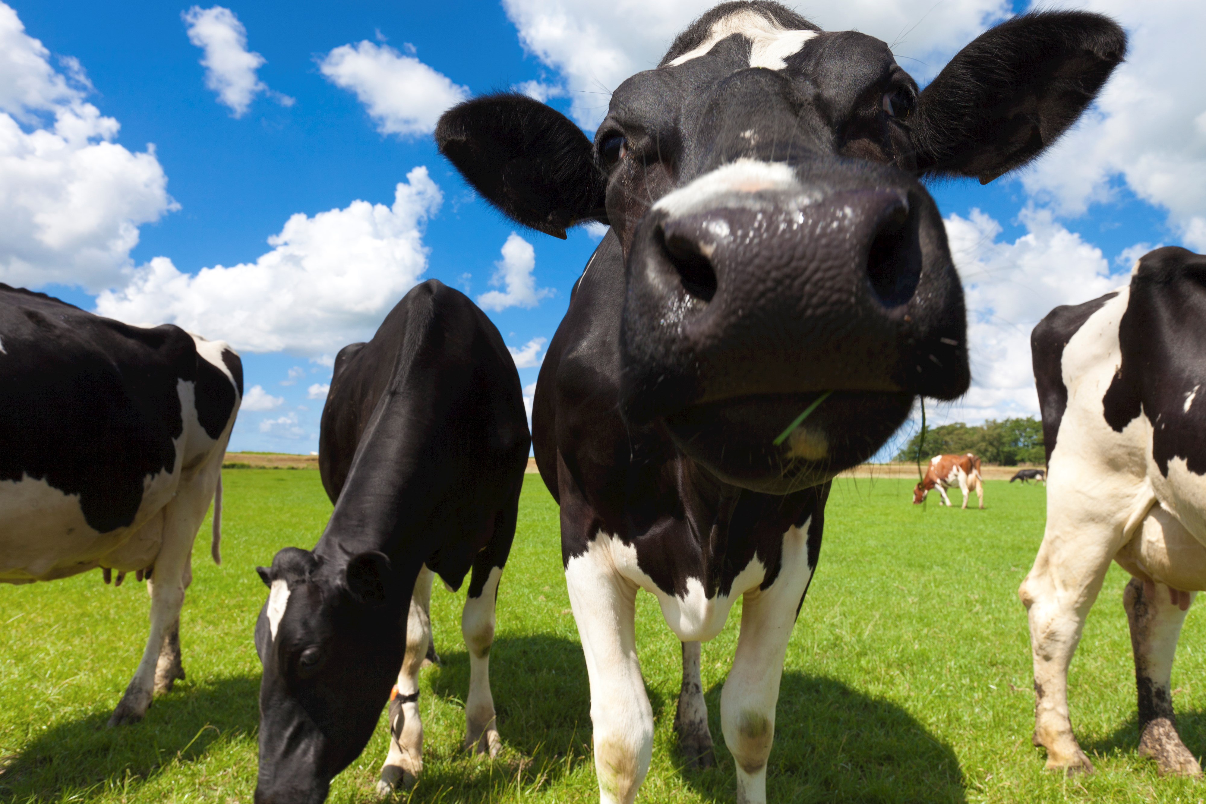 Cow Milk Production Process