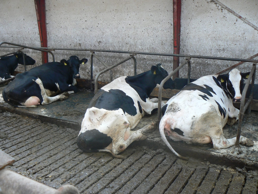 Dairy farming investigations | Compassion in World Farming