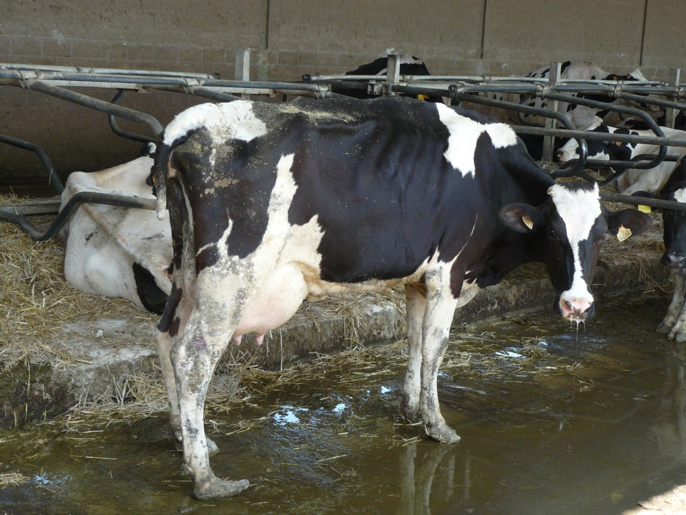Dairy Cows Are Slaughtered