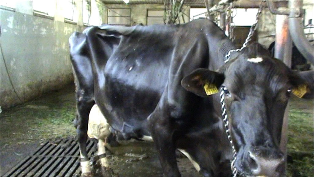 Got Milk Cow Commercial