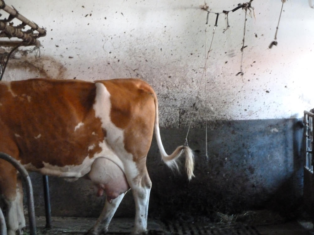 Dairy farming investigations | Compassion in World Farming