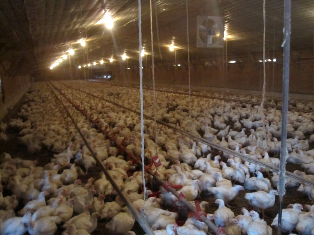 US broiler investigation 2012 | Compassion in World Farming