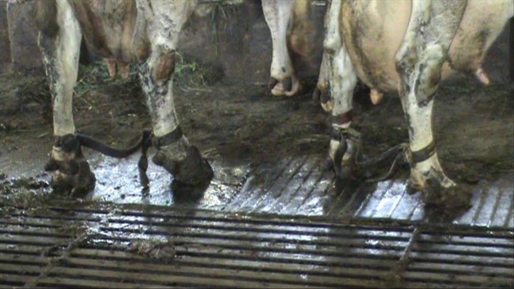 EU dairy farming investigation | Compassion in World Farming