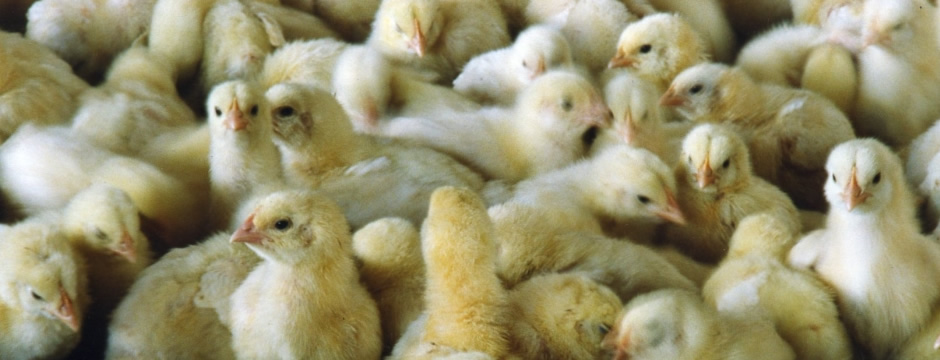 Humane Slaughter | Compassion in World Farming