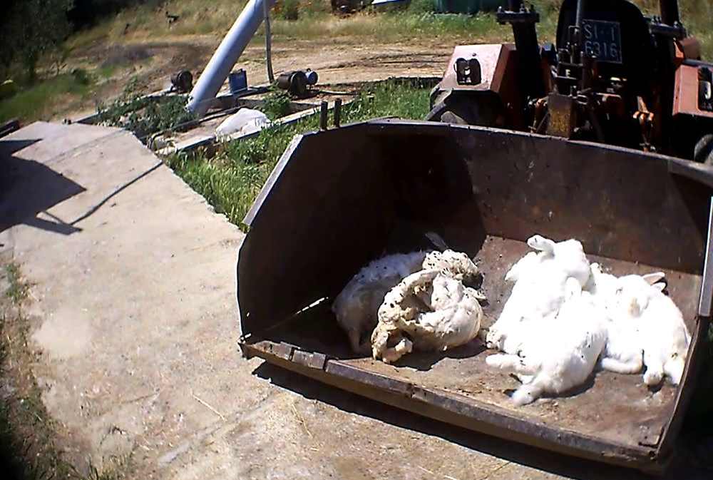 We have carried out investigations into the farming of pigs, quail ...