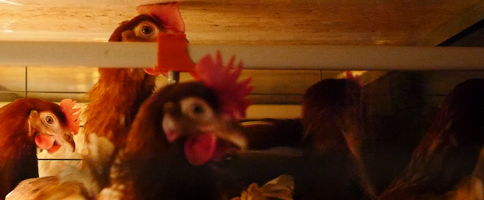 We have carried out investigations into the farming of pigs, quail ...