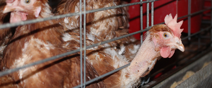 We have carried out investigations into the farming of pigs, quail ...