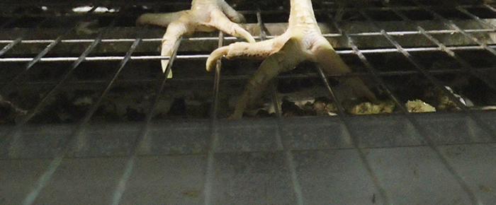 We have carried out investigations into the farming of pigs, quail ...