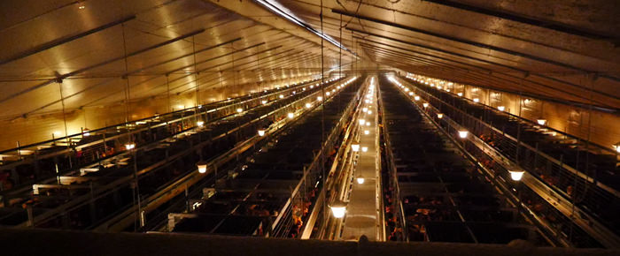 We have carried out investigations into the farming of pigs, quail ...