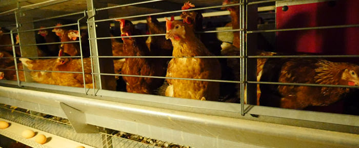 We have carried out investigations into the farming of pigs, quail ...