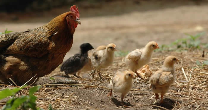 “Auf wiedersehen” cages | Compassion in World Farming