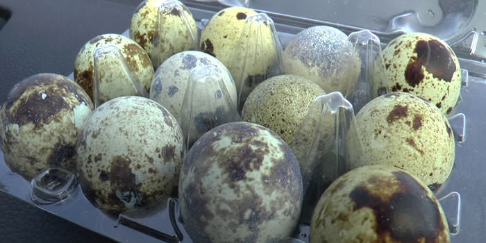 We have carried out investigations into the farming of pigs, quail ...