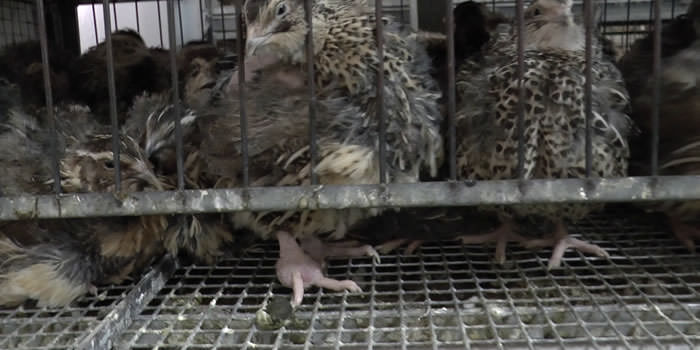 We have carried out investigations into the farming of pigs, quail ...