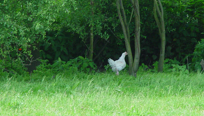 About chickens farmed for meat | Compassion in World Farming