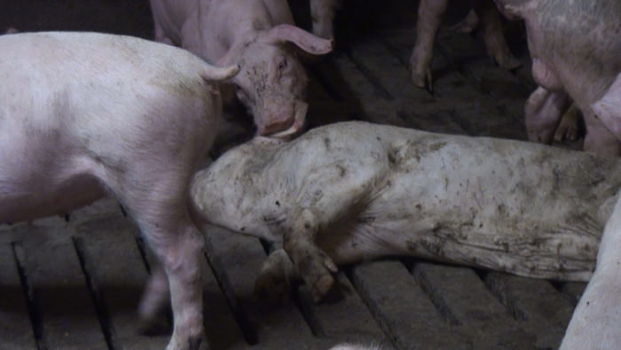 EU pig investigations 2013 | Compassion in World Farming