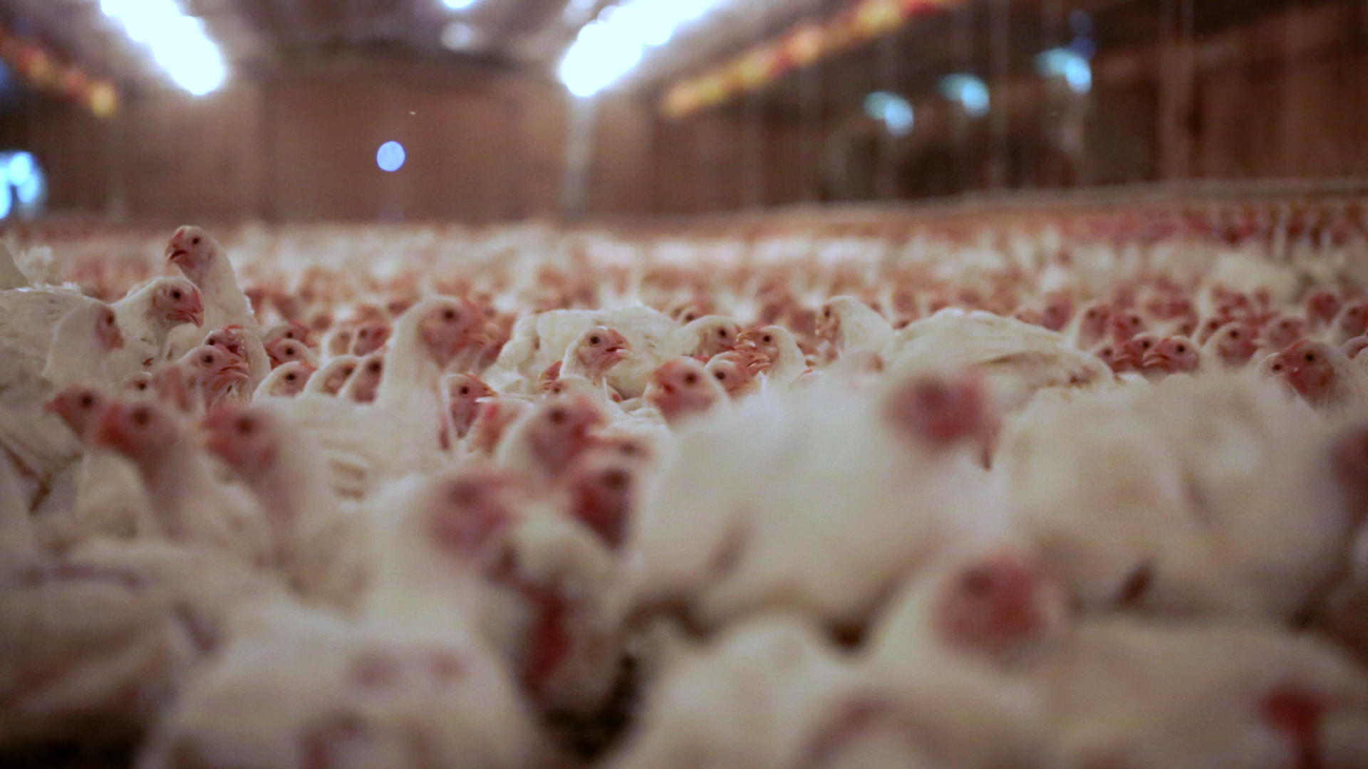 Contact us with your questions and queries. | Compassion in World Farming