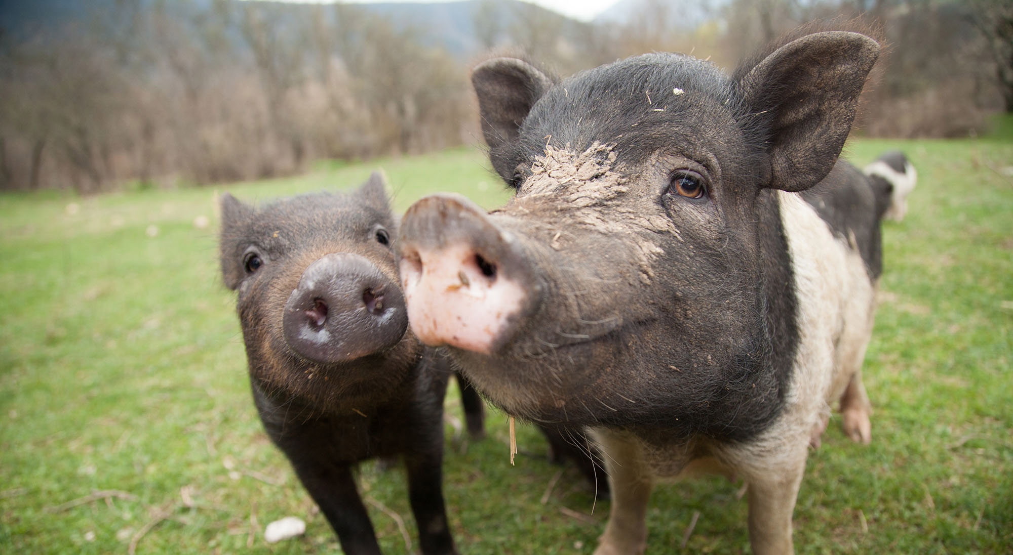 Learn more about pigs and the way they are farmed for food | Compassion ...