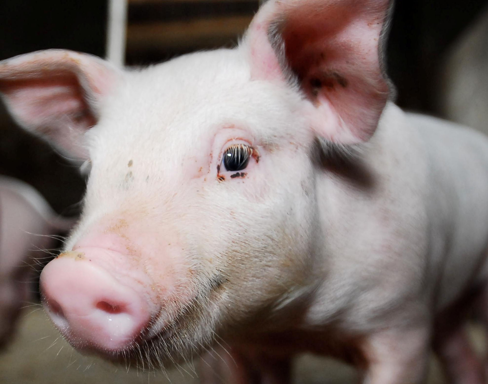 Pig welfare | Compassion in World Farming