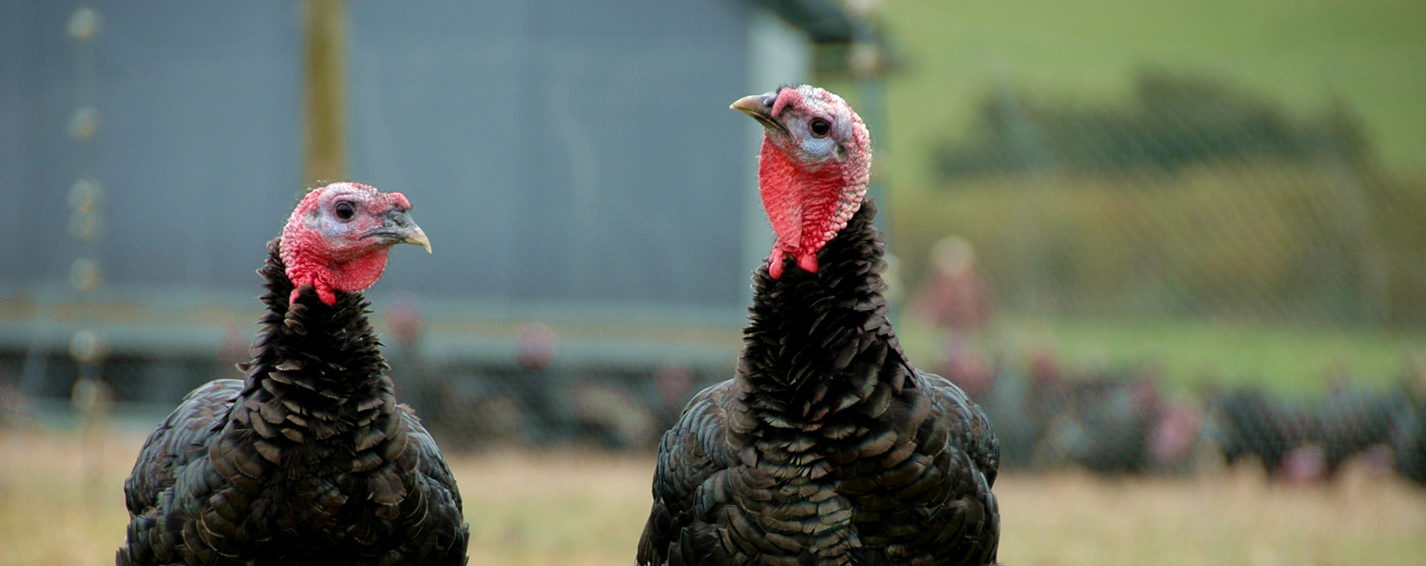 Turkeys | Compassion in World Farming