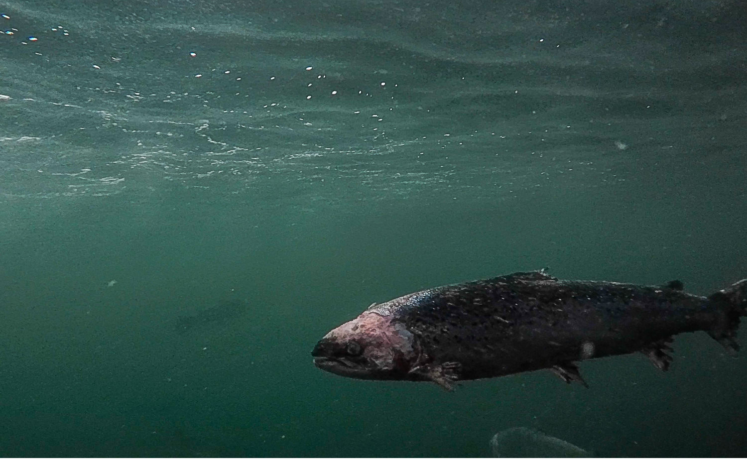 Rethink Fish: Understanding the Emotional Lives and Welfare of Aquatic ...