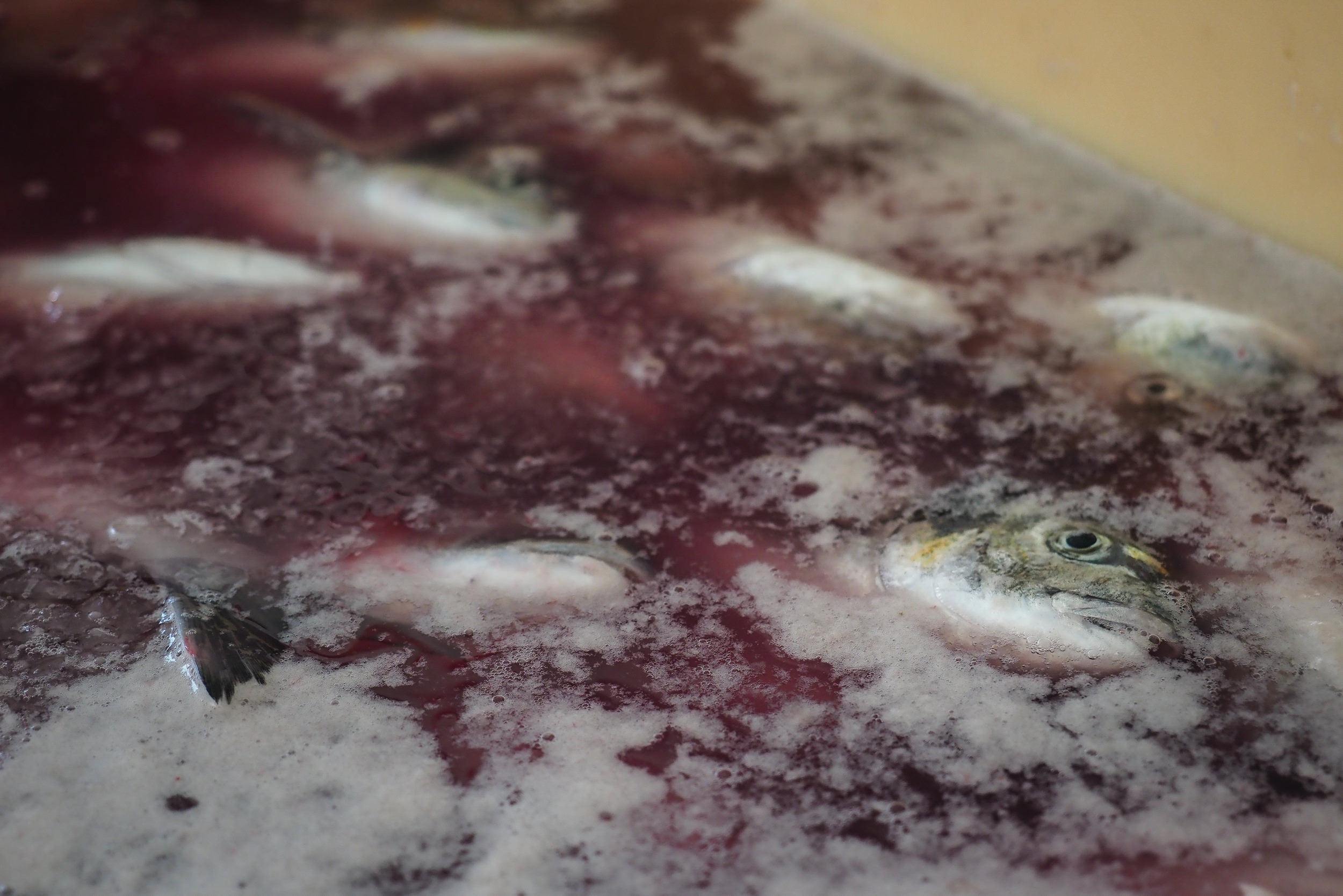 Buying fish | Compassion in World Farming