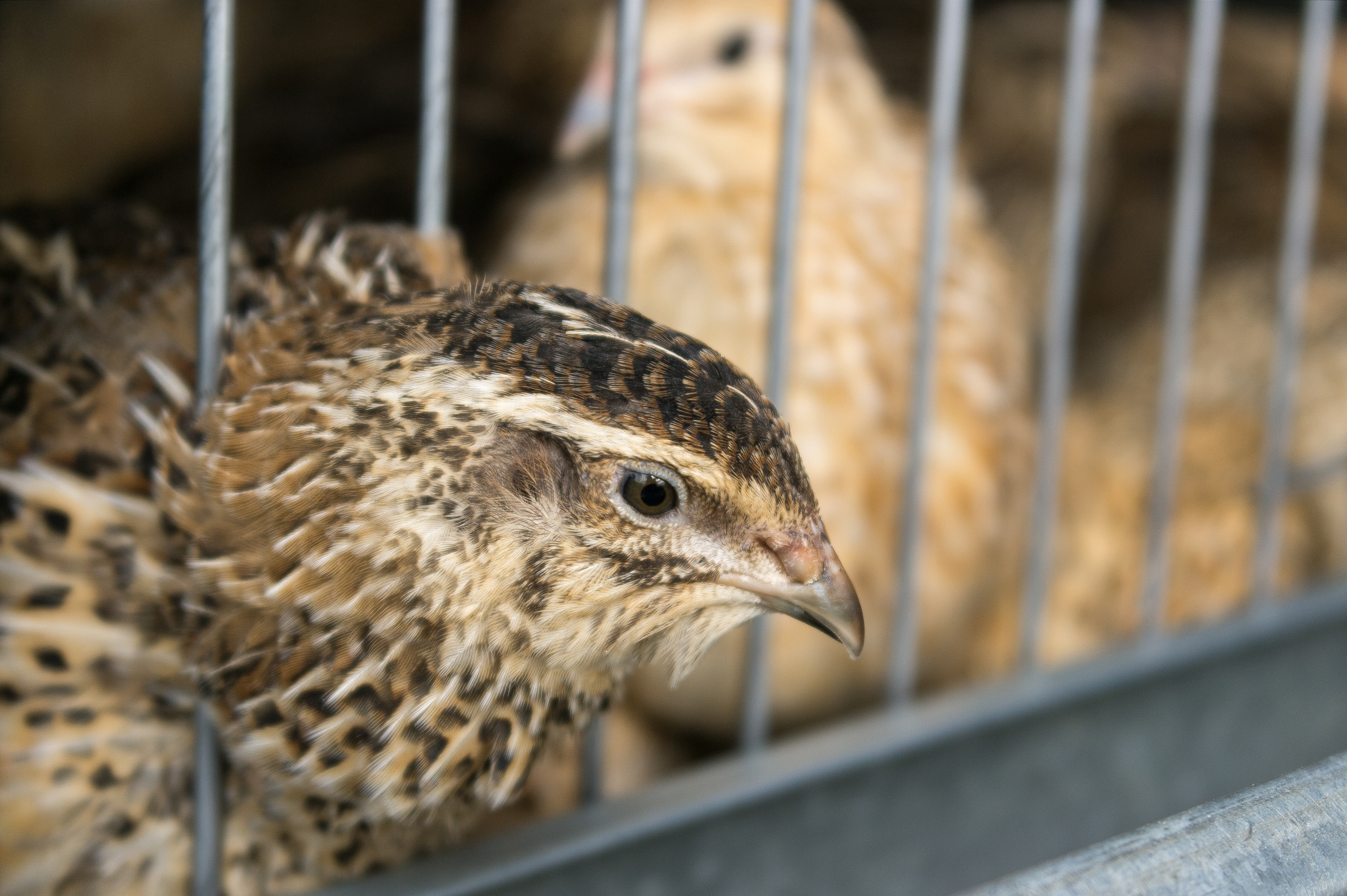 SCIENTIFIC BRIEFING ON CAGED FARMING | Compassion in World Farming