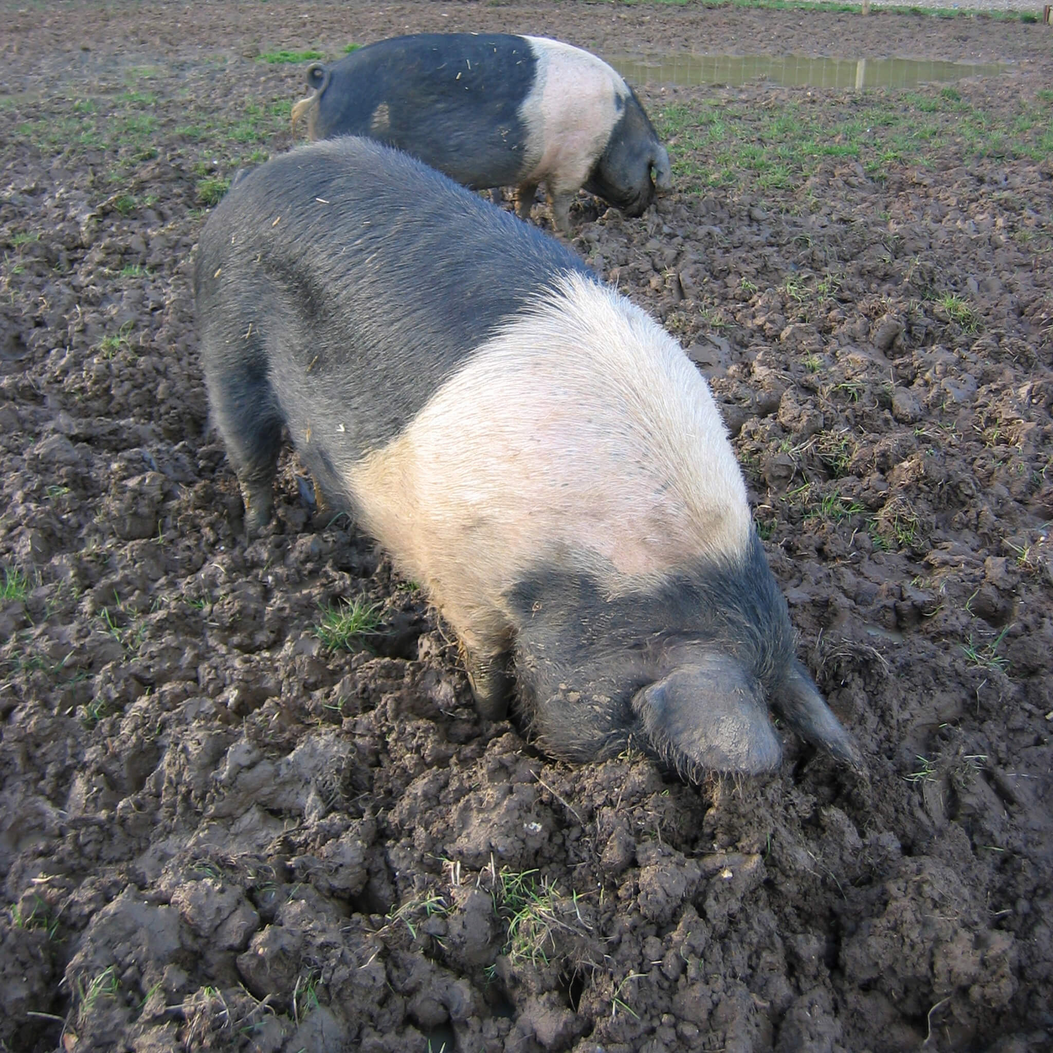 Compassion in World Farming - Educational Resources on Pig Welfare ...