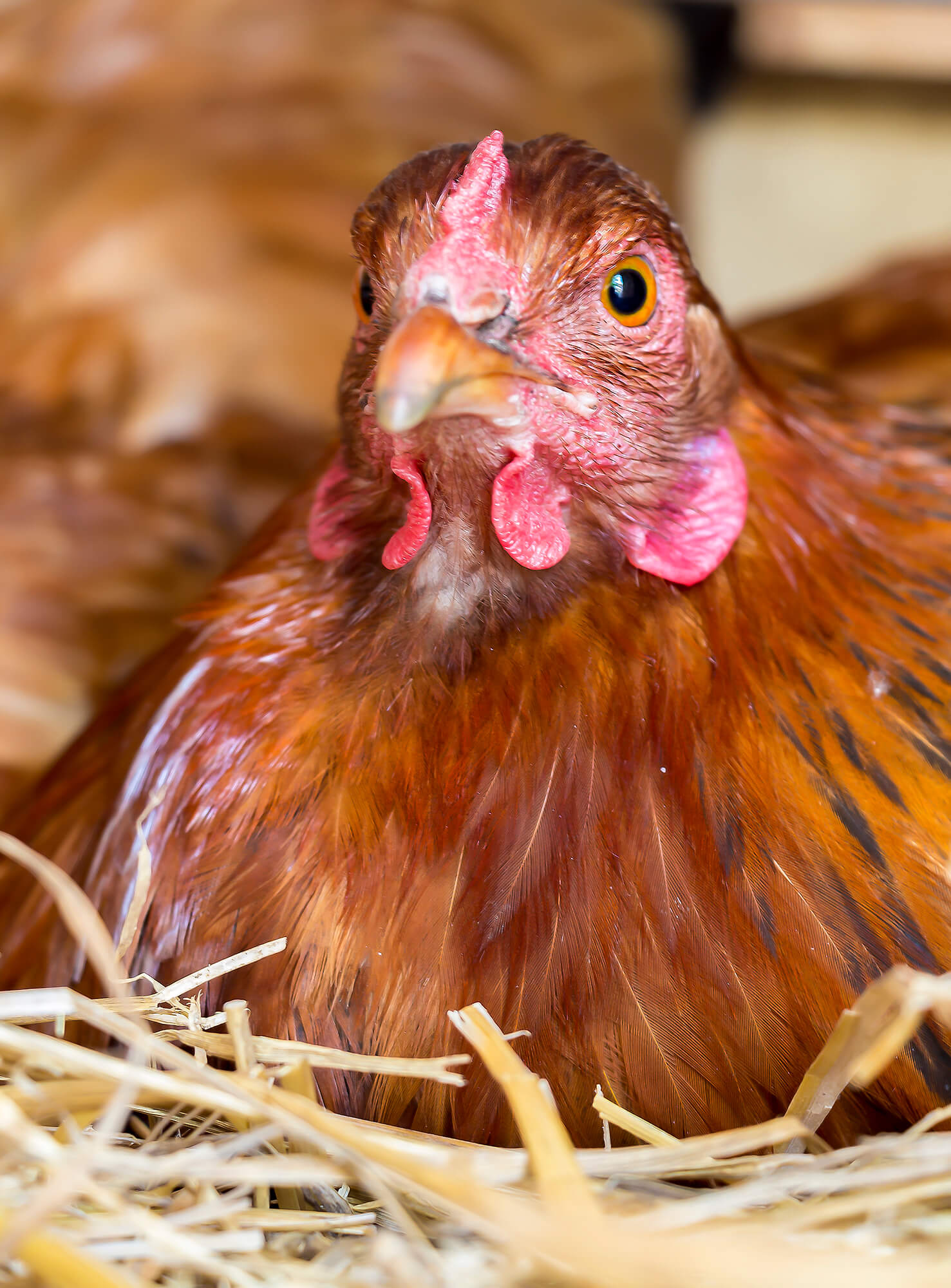 Compassion in World Farming - Educational Resources on Hen Welfare ...