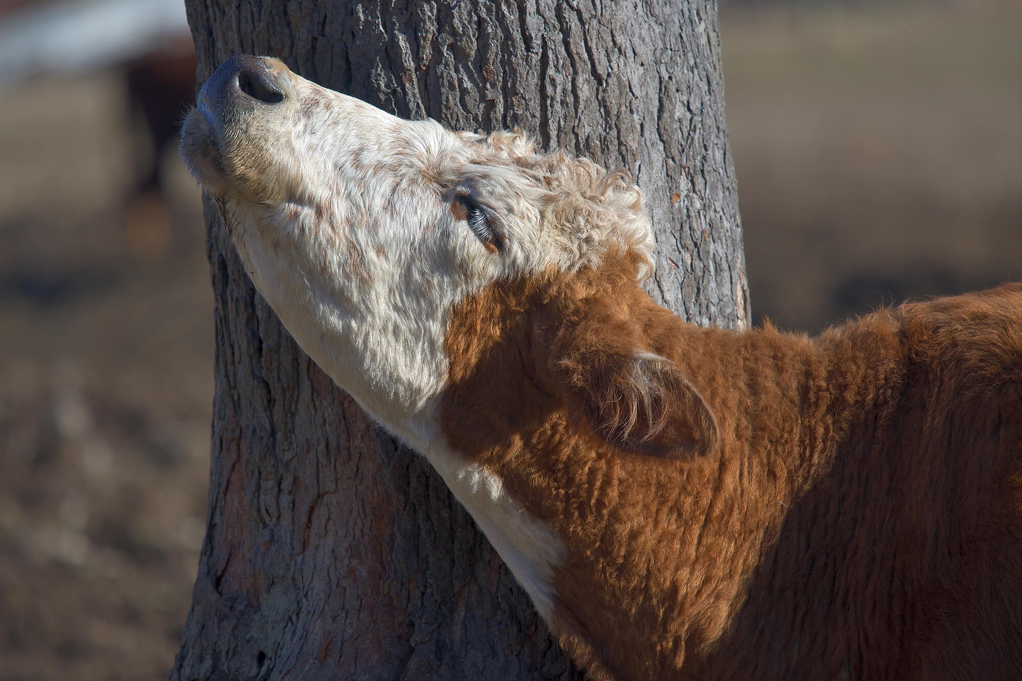 Compassion in World Farming - Educational Resources on Cows and Cattle ...