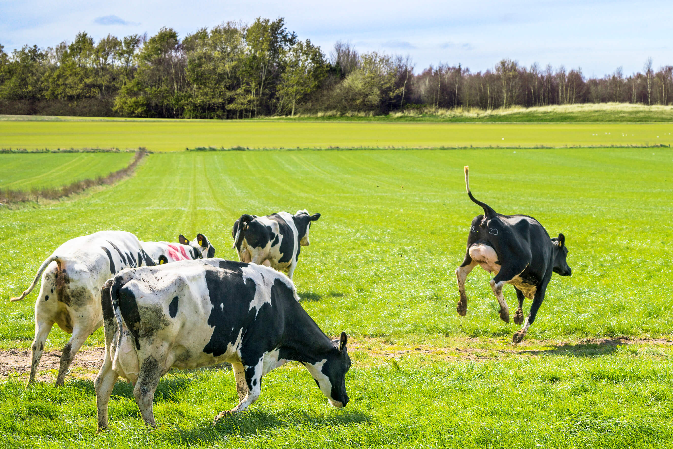 Cows Resources | Compassion in World Farming