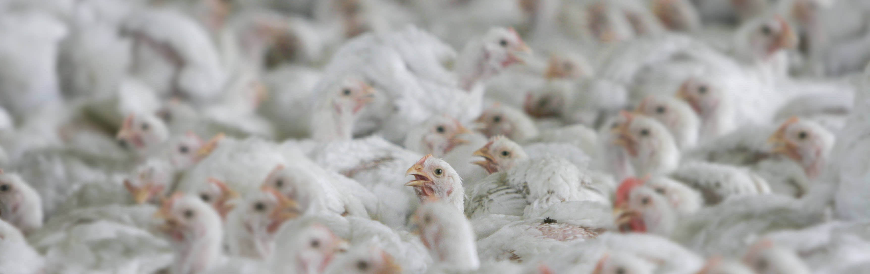 Factory farming and pandemics | Compassion in World Farming