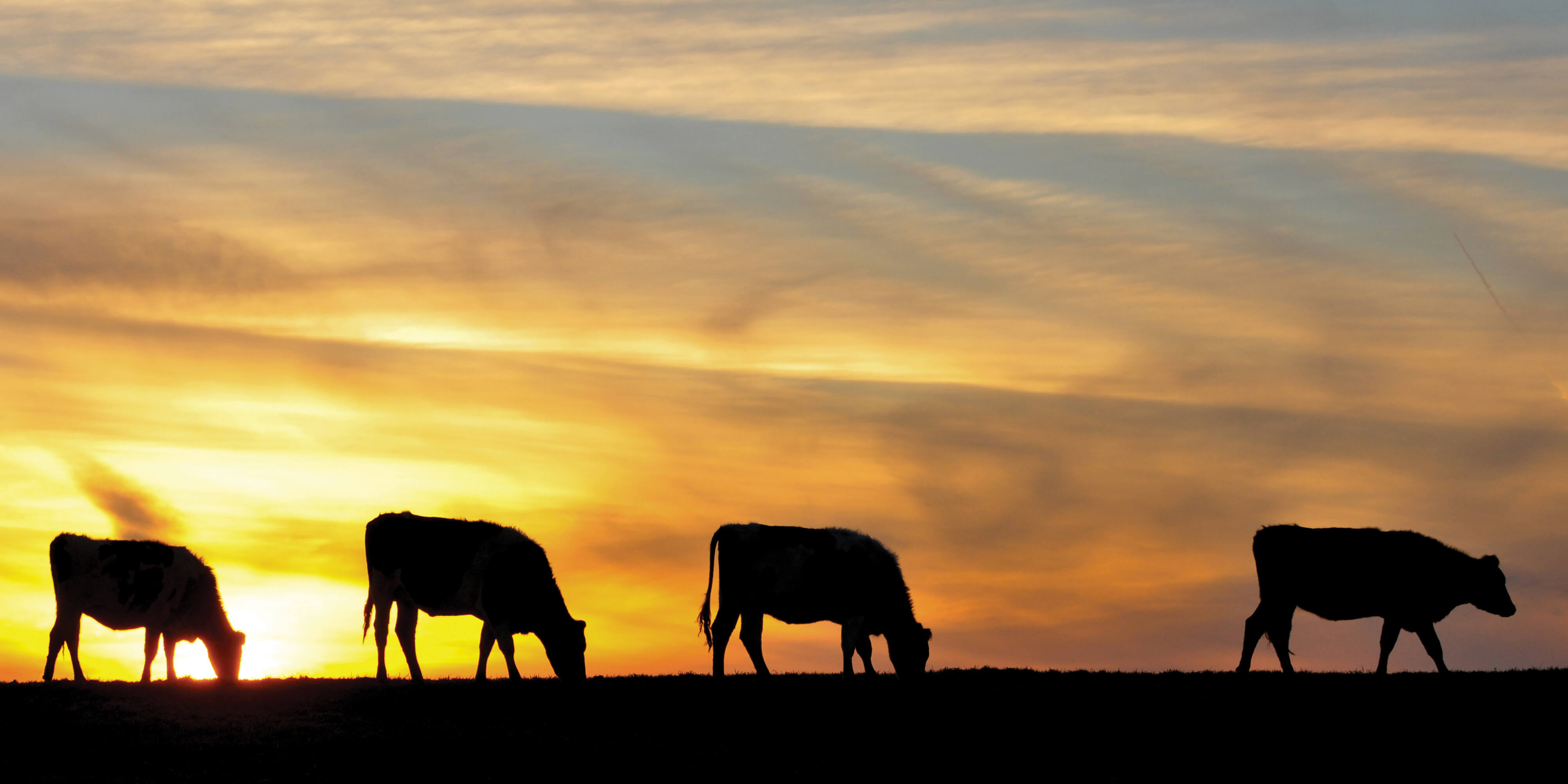 Factory Farming Map: Tracking the Rise of Intensive Animal Farming in ...