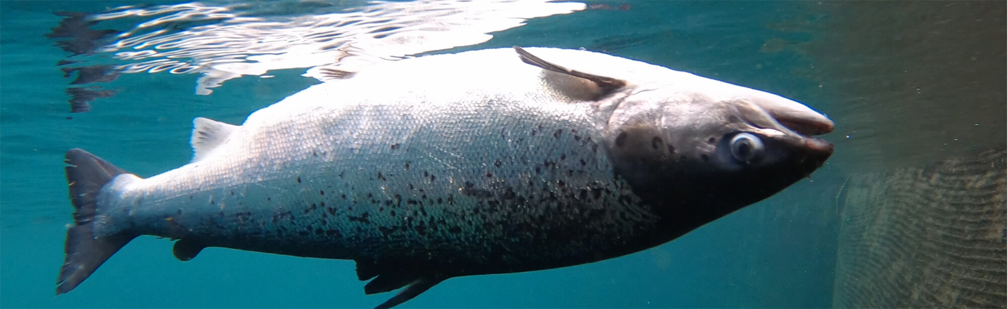 Stop Salmon Suffering | Compassion in World Farming