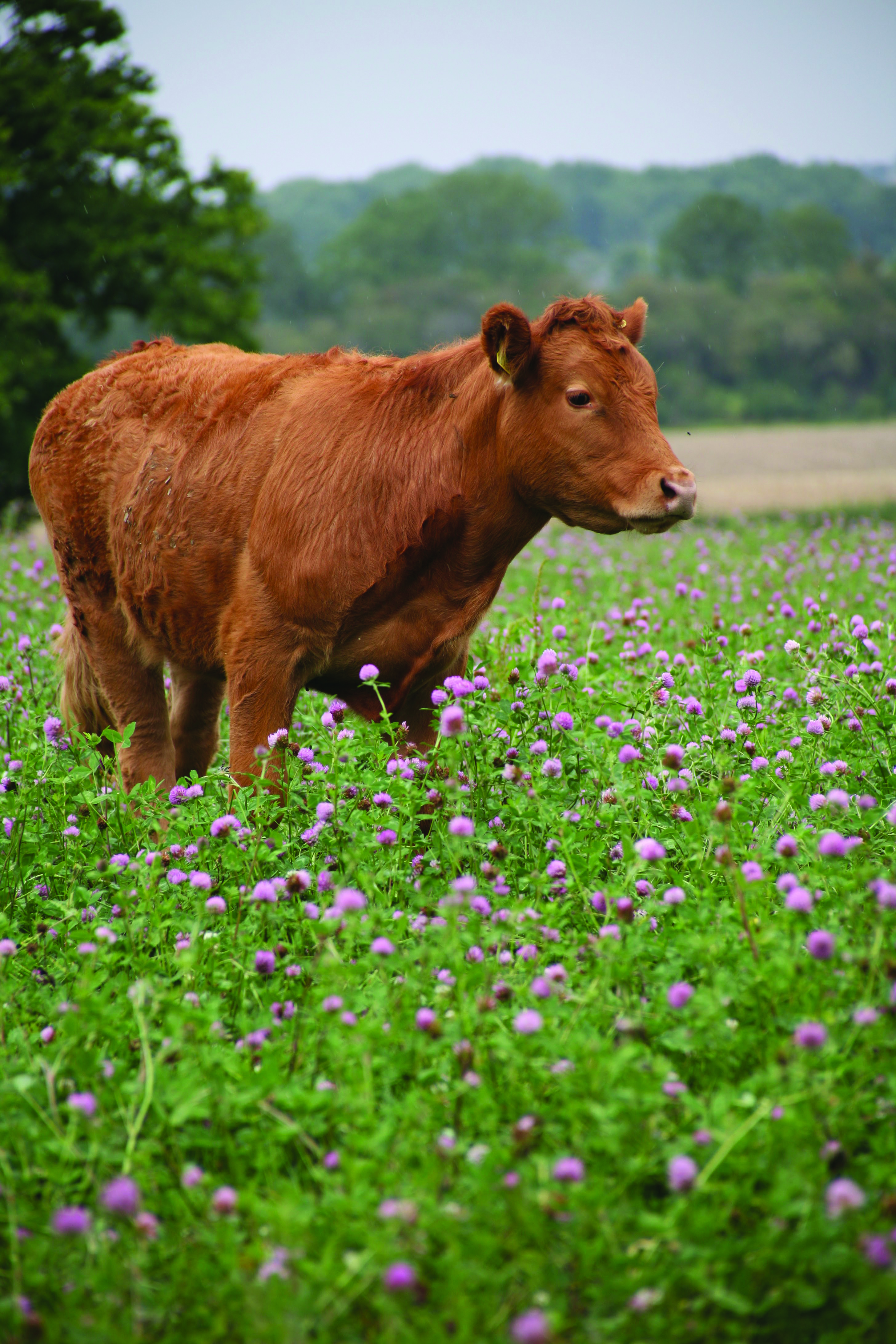 Your higher welfare shopping guide | Compassion in World Farming