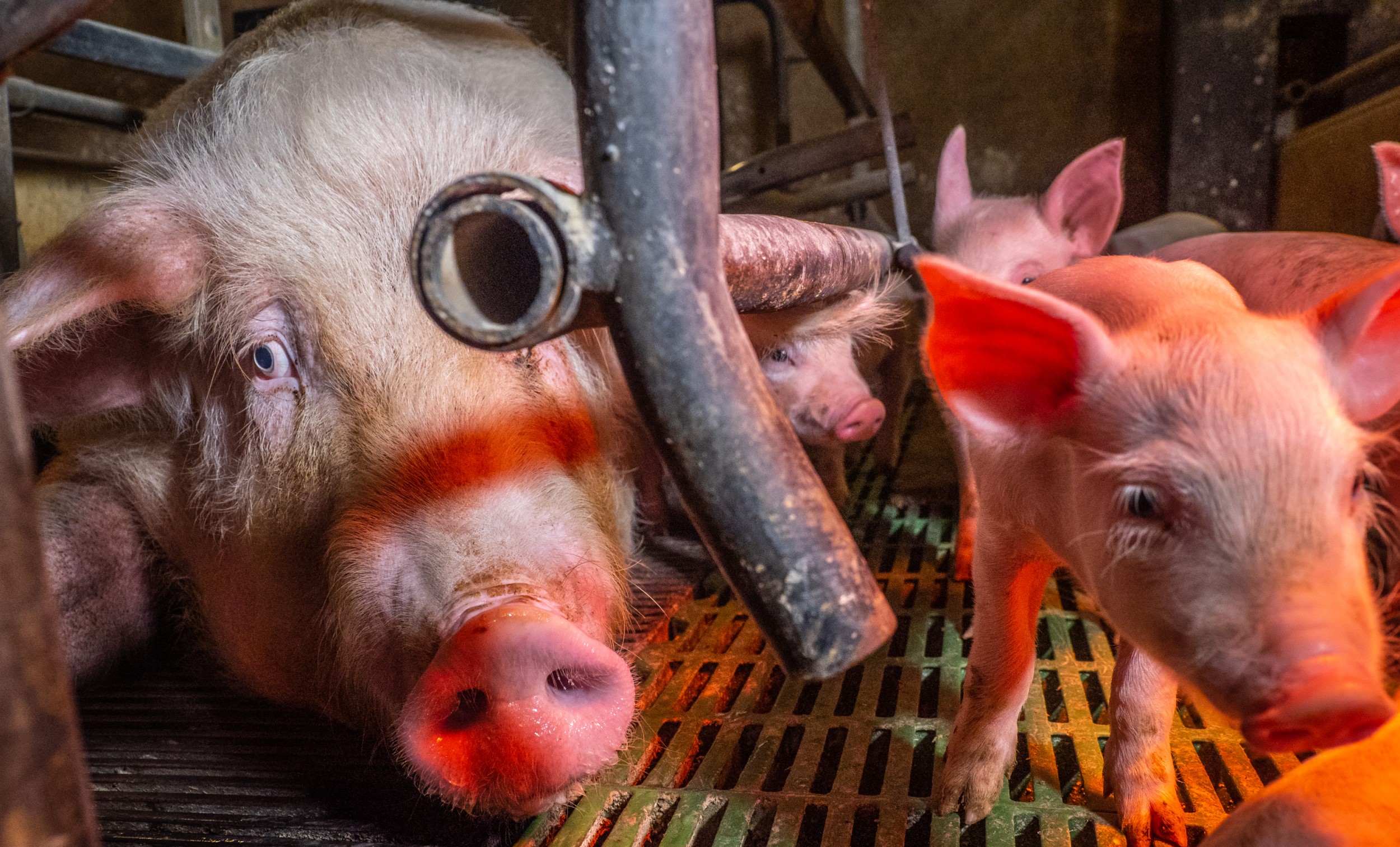 Compassion in World Farming | Compassion in World Farming