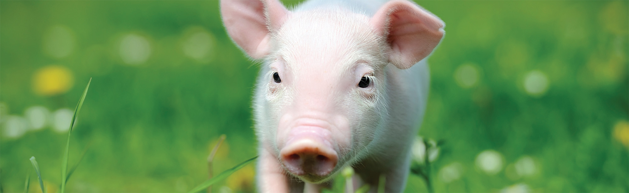 Compassion in World Farming | Compassion in World Farming