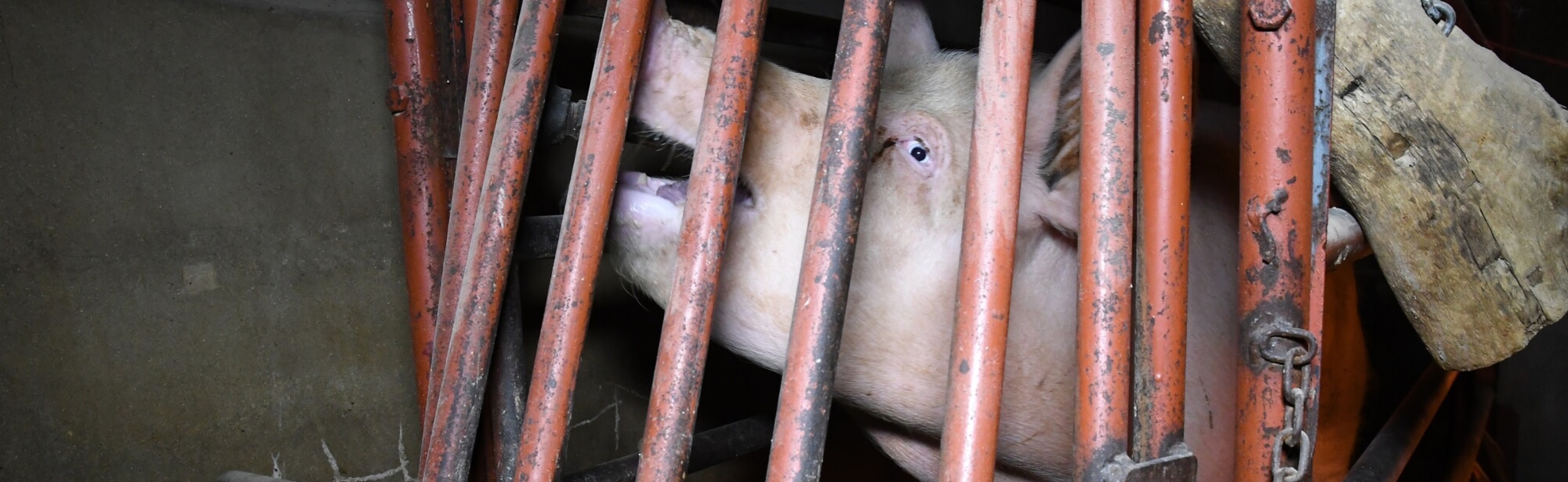 The world's leading farm animal welfare organisation | Compassion in ...