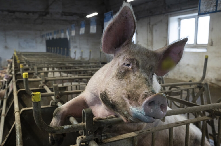 Understanding Veal Production: Welfare Issues and Higher Welfare ...