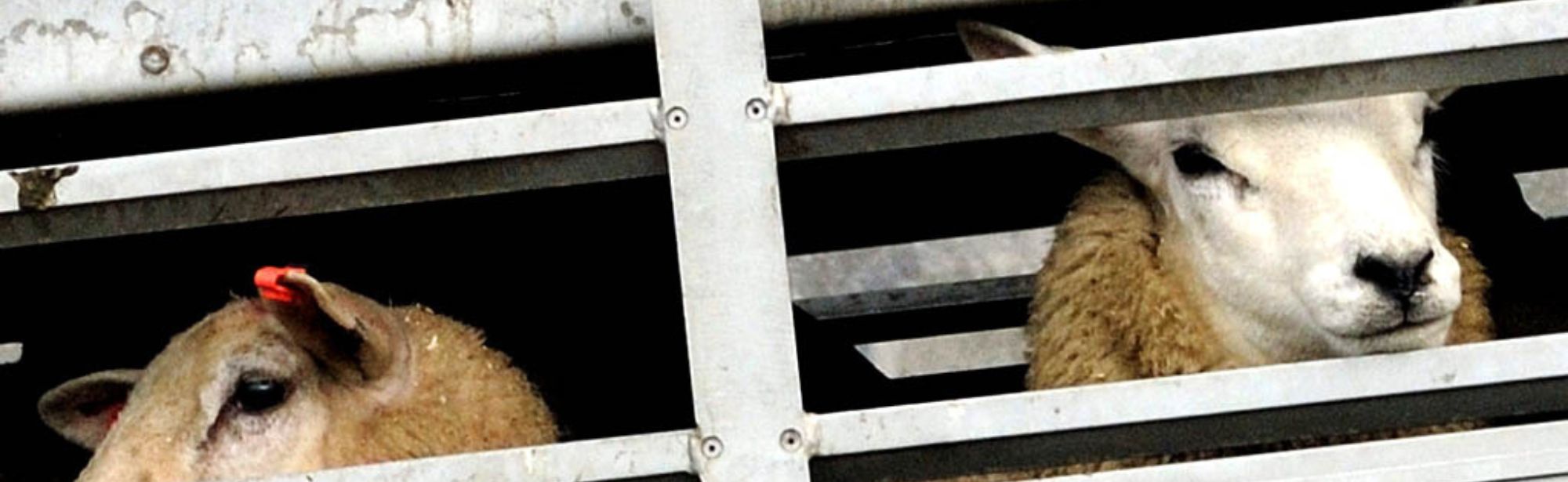 The world's leading farm animal welfare organisation | Compassion in ...