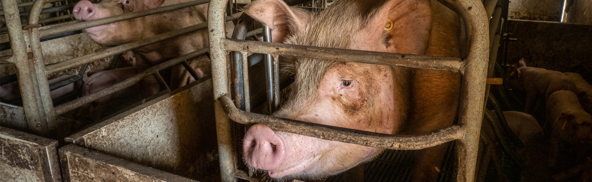 The world's leading farm animal welfare organisation | Compassion in ...