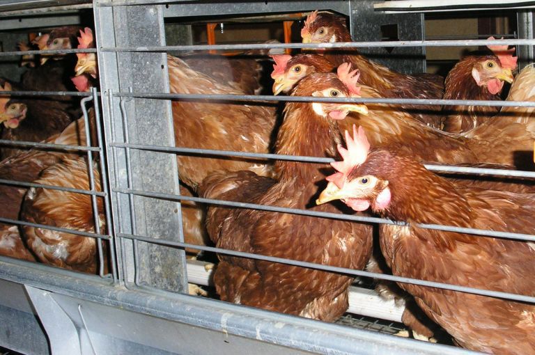 ‘Muck Map’ reveals areas most at risk from factory farm pollution ... ‘Muck Map’ reveals areas most at risk from factory farm pollution ...