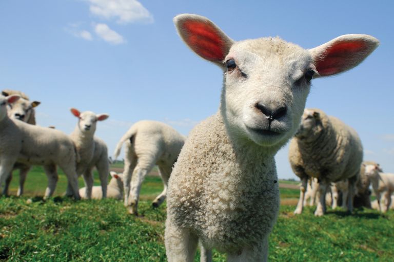 Factory Farming Map: Tracking the Rise of Intensive Animal Farming in ...