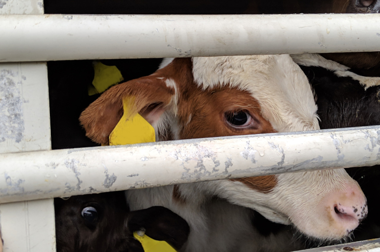 Factory Farming Map: Tracking the Rise of Intensive Animal Farming in ...